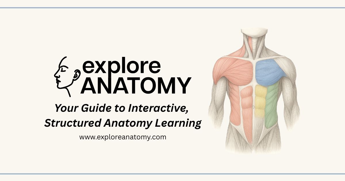 Nervous System Quiz - Explore Anatomy